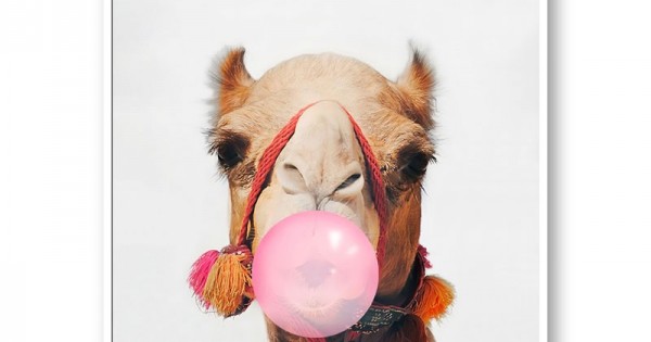 Camel Bubble Gum Art Print